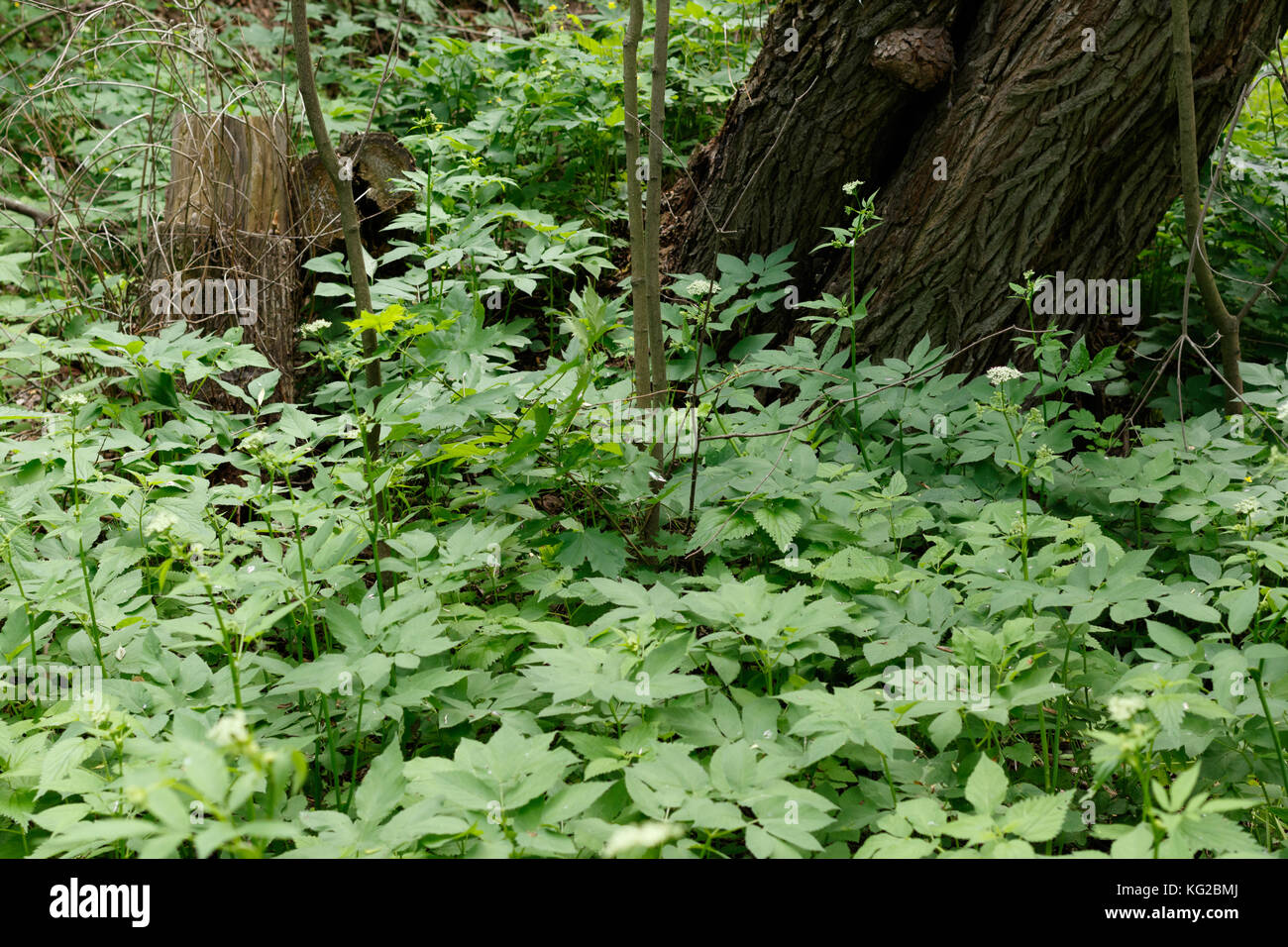Sylvia borin. The nest of the Garden Warbler in nature. nesting habitat ...