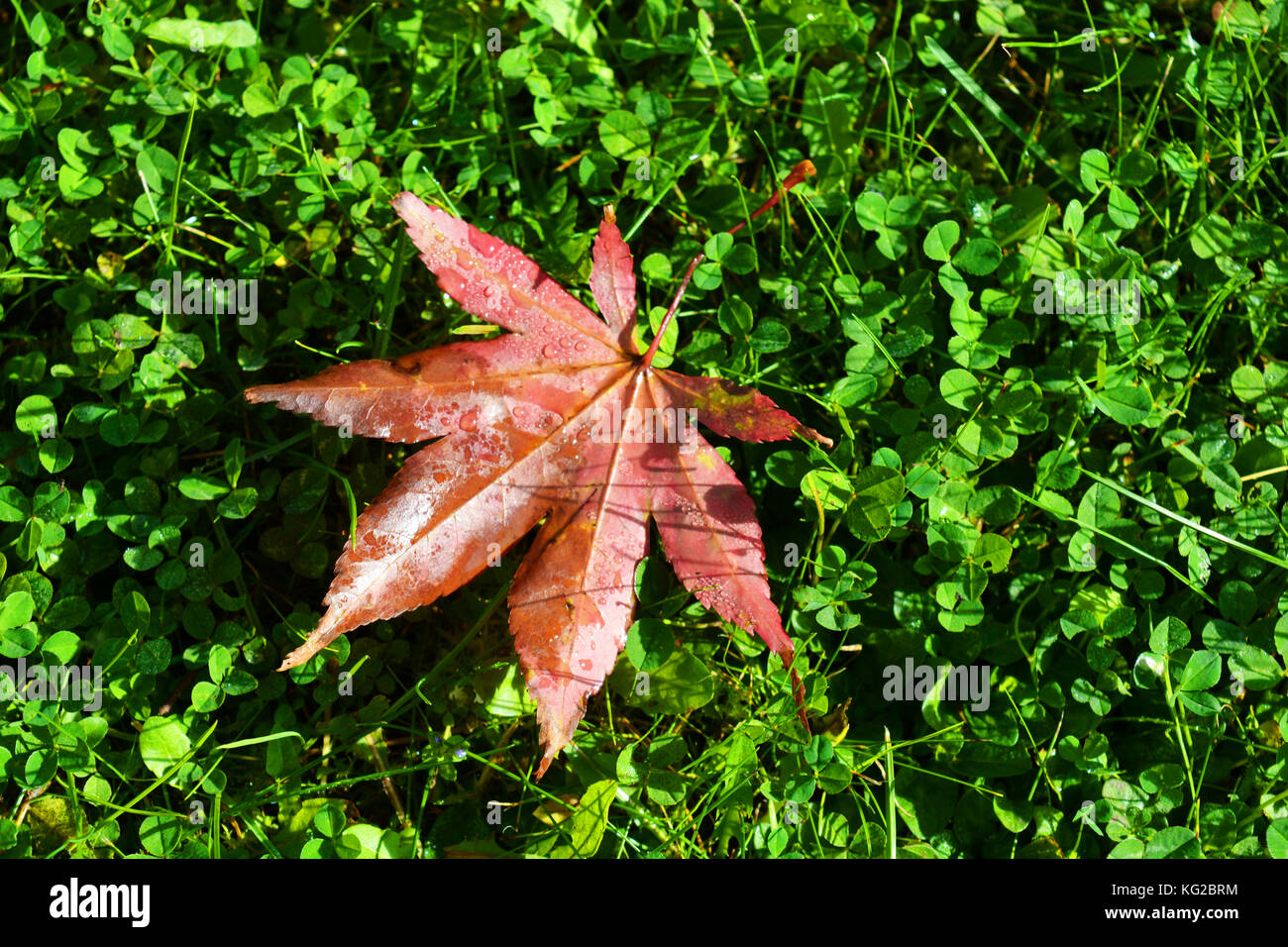 Maple finish hi-res stock photography and images - Alamy