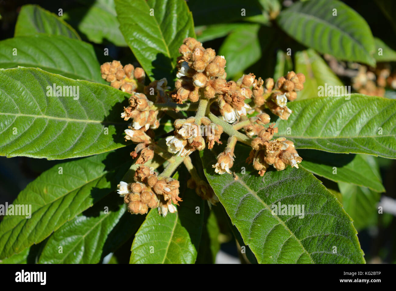 Nispero tree in flower, also known as Japanese loquat. The fruit can be ...