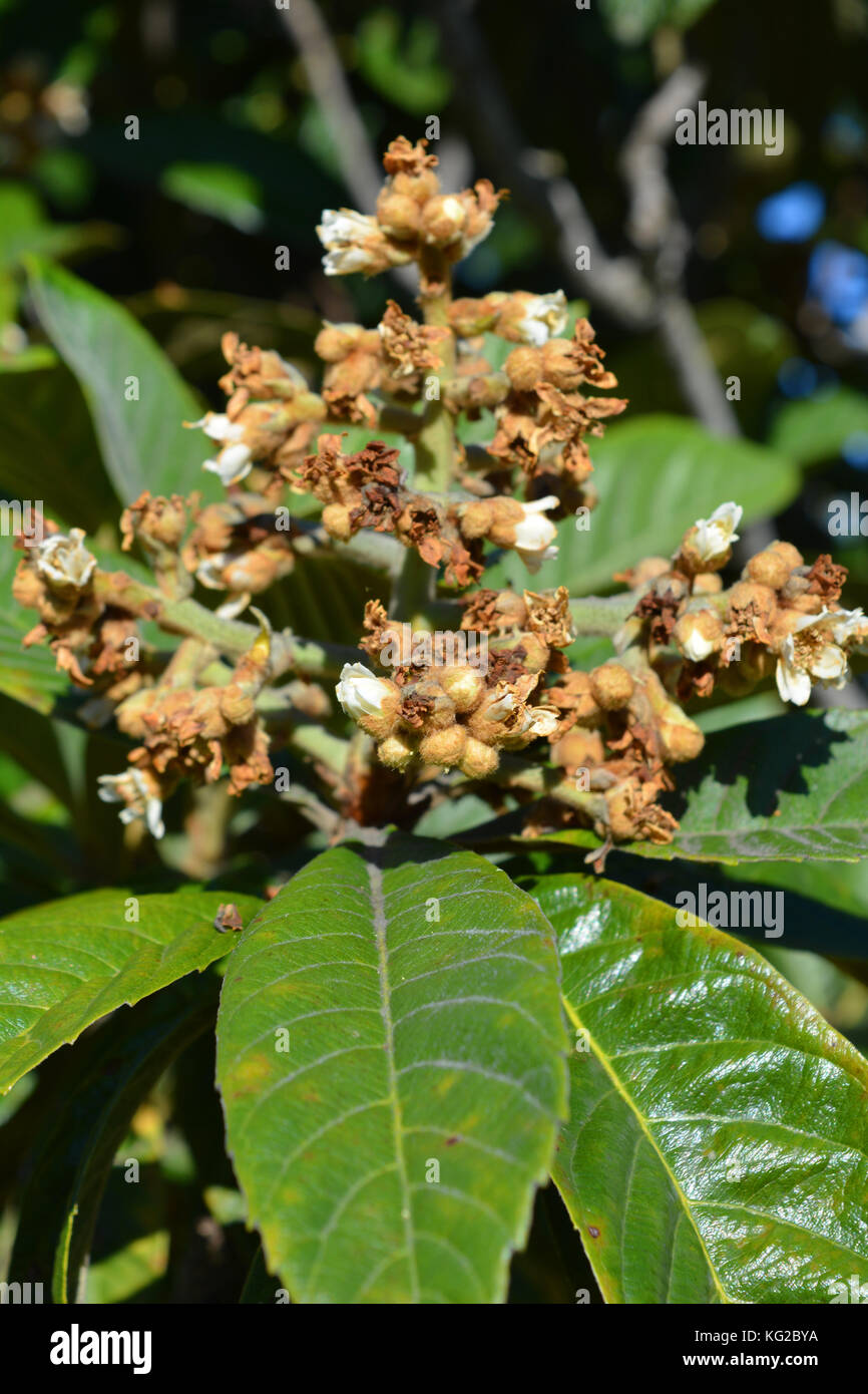 Fragrant white blossom of Nispero or Japanese loquat, also known as ...