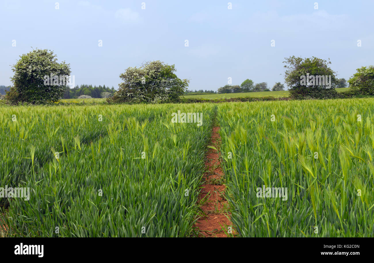 English countryside hedgerow hi-res stock photography and images - Alamy