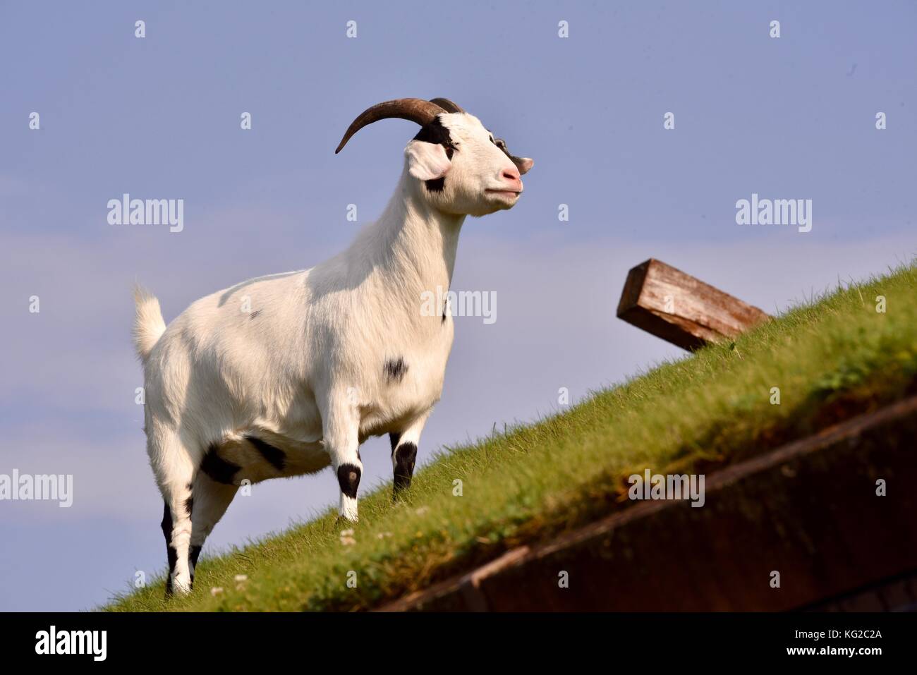 Famous goats on the sod roof at Al Johnson's Swedish Restaurant in the ...