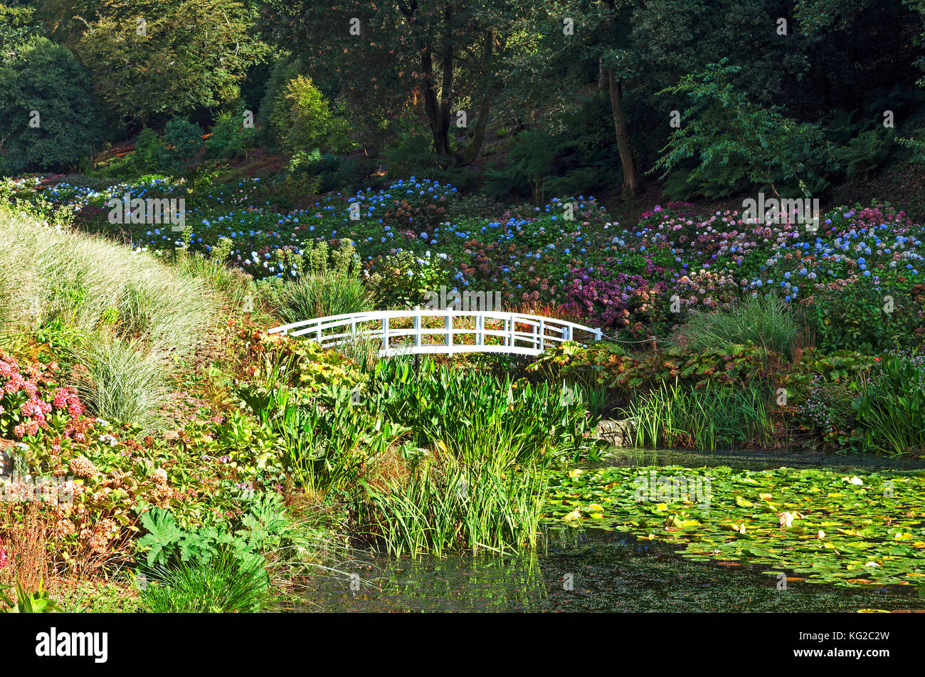 hydrangea valley at trebah gardens near mawnan smith in cornwall ...