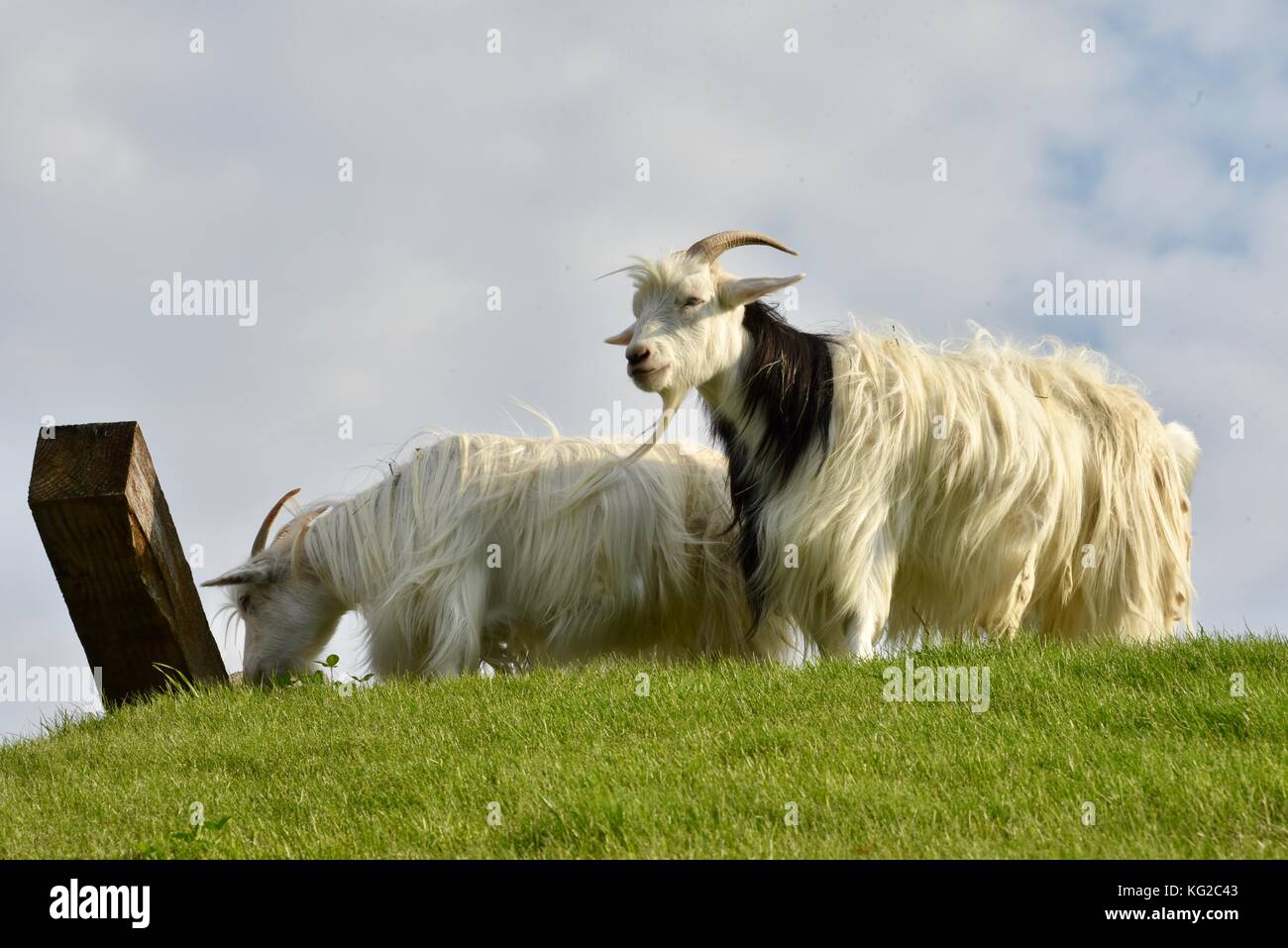 Famous goats hi-res stock photography and images - Alamy