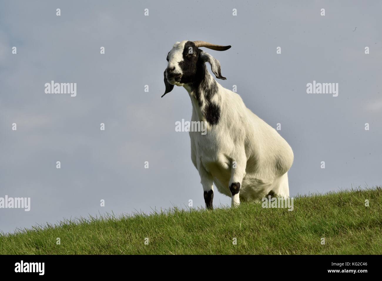 Famous goats on the sod roof at Al Johnson's Swedish Restaurant in the ...