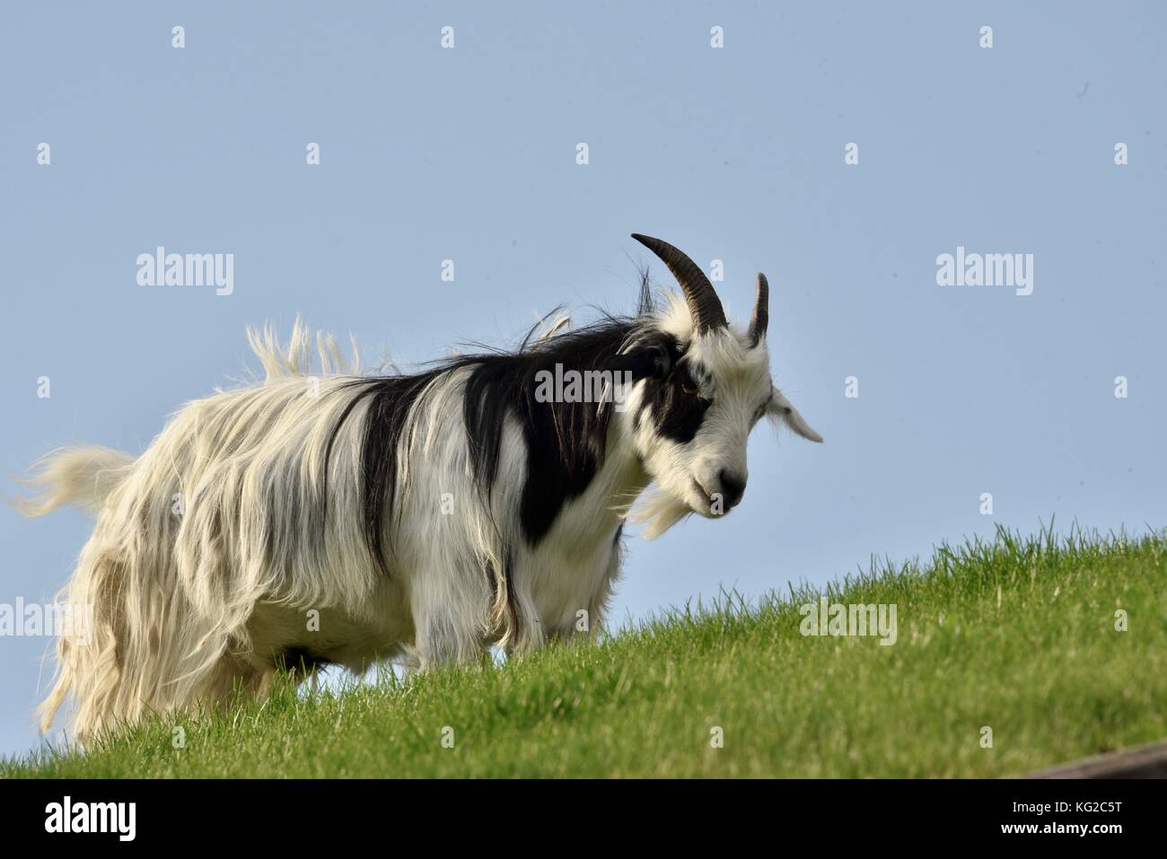 Famous goats on the sod roof at Al Johnson's Swedish Restaurant in the ...