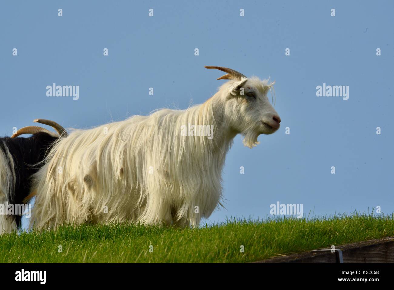 Al johnson’s swedish restaurant hi-res stock photography and images - Alamy