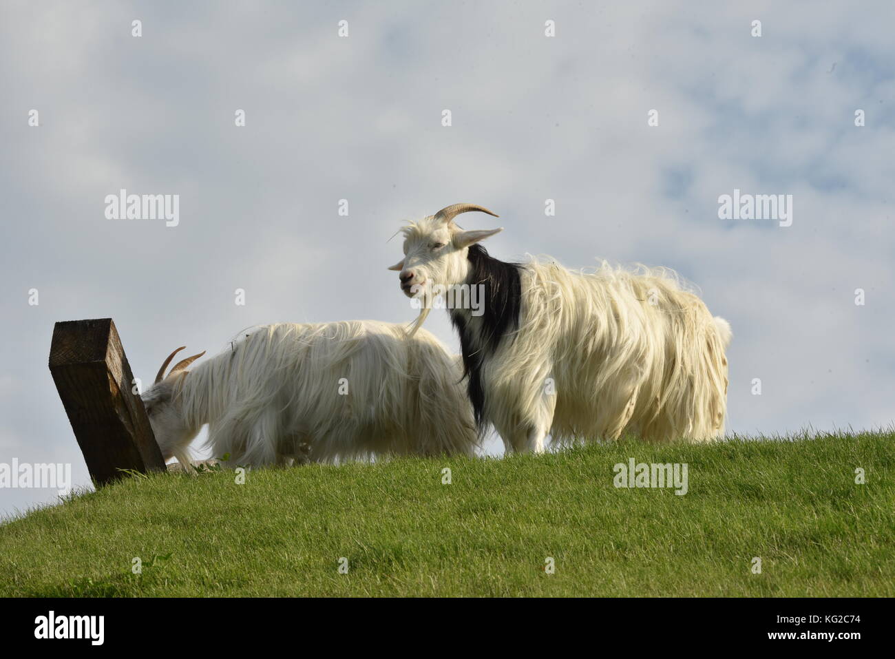 Famous goats on the sod roof at Al Johnson's Swedish Restaurant in the ...