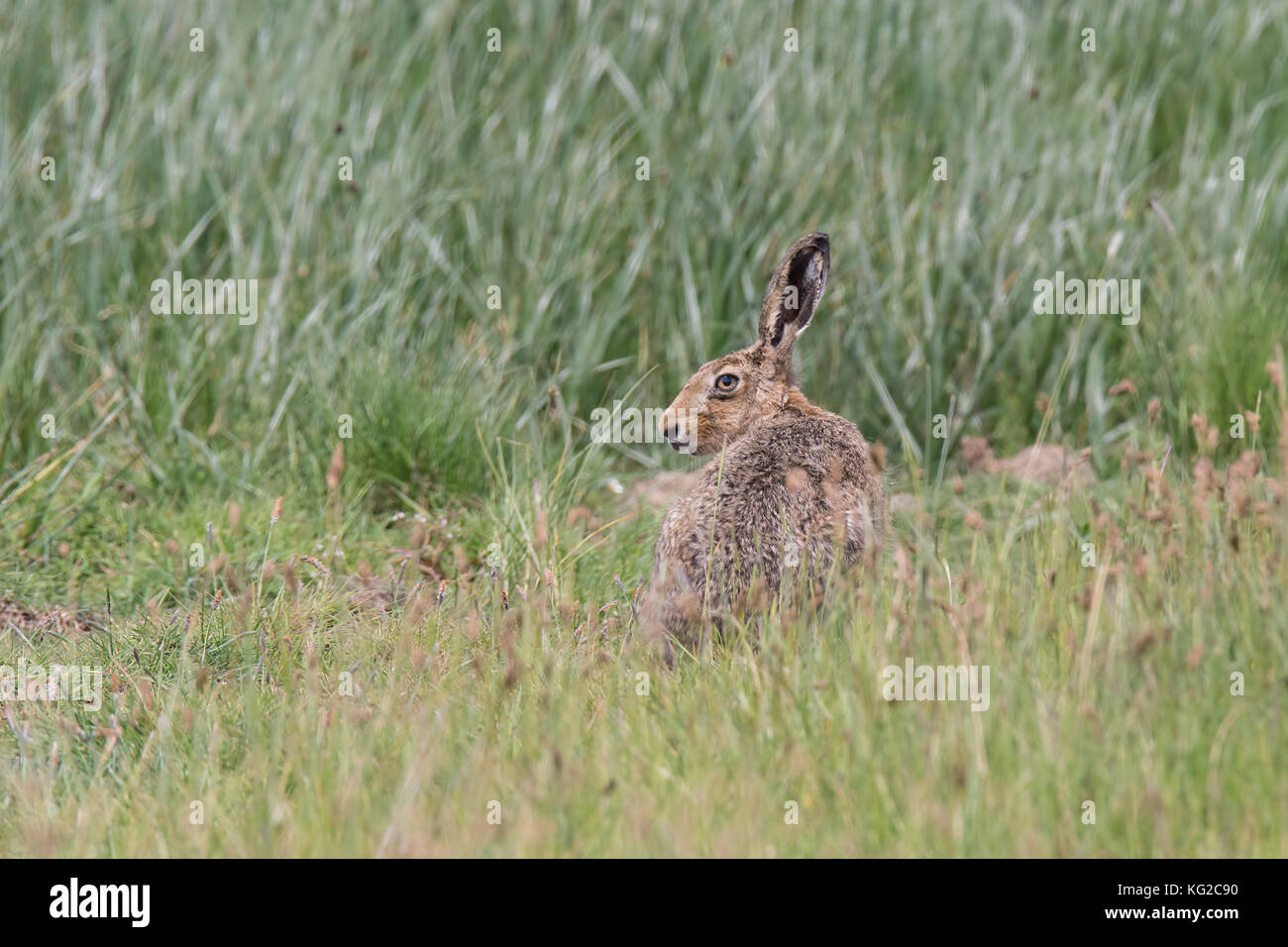 Brown Hare looking over it's shoulder to view the marshes of North Kent ...