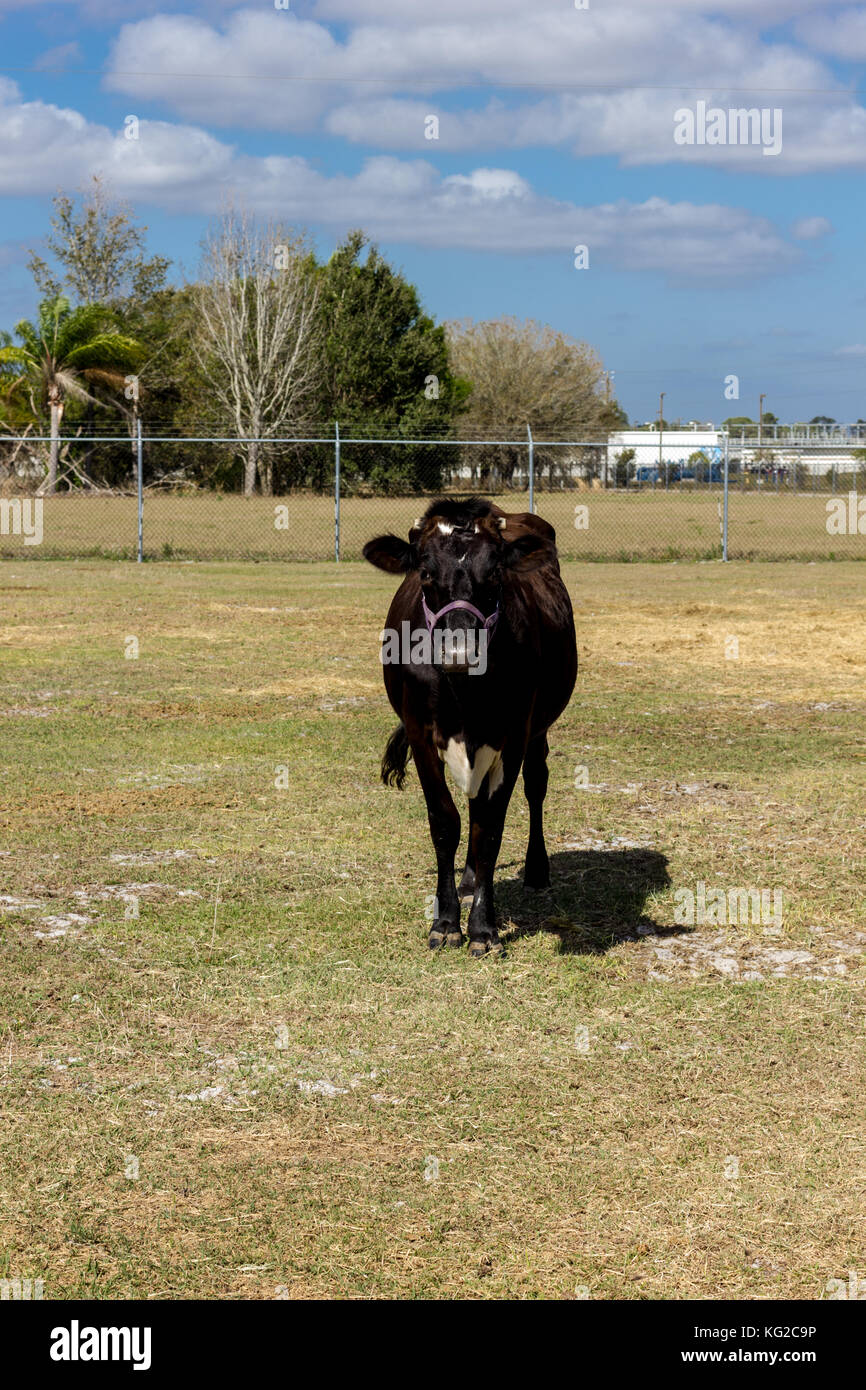 Barn shed lean to hi-res stock photography and images - Alamy