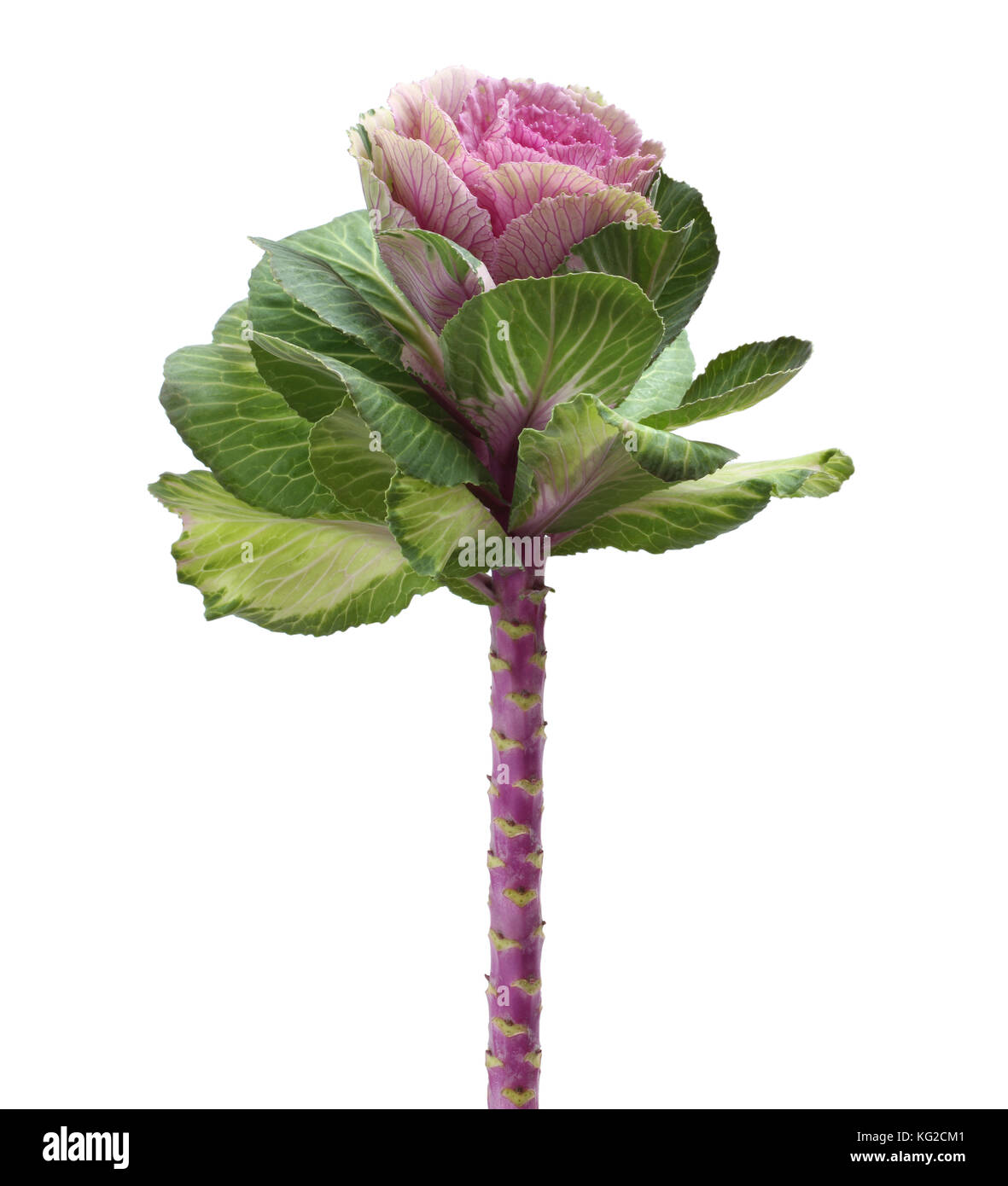Purple Cabbage Plant Stem