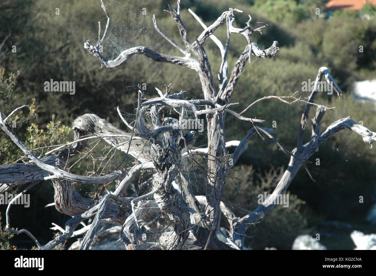 Cobwebs in a tree hi-res stock photography and images - Alamy