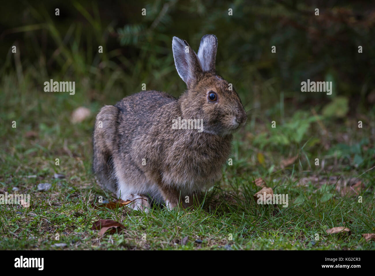 Boreal coniferous forest hi-res stock photography and images - Alamy