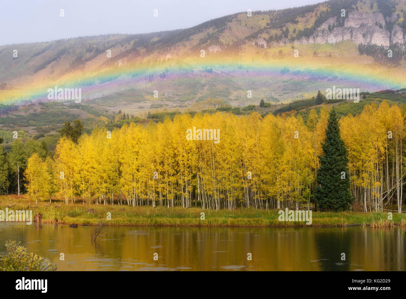 Full spectrum of rainbow and fall color of aspen in Colorado Stock ...