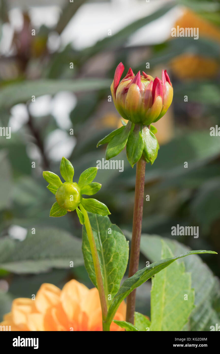 Amy bloom hi-res stock photography and images - Alamy