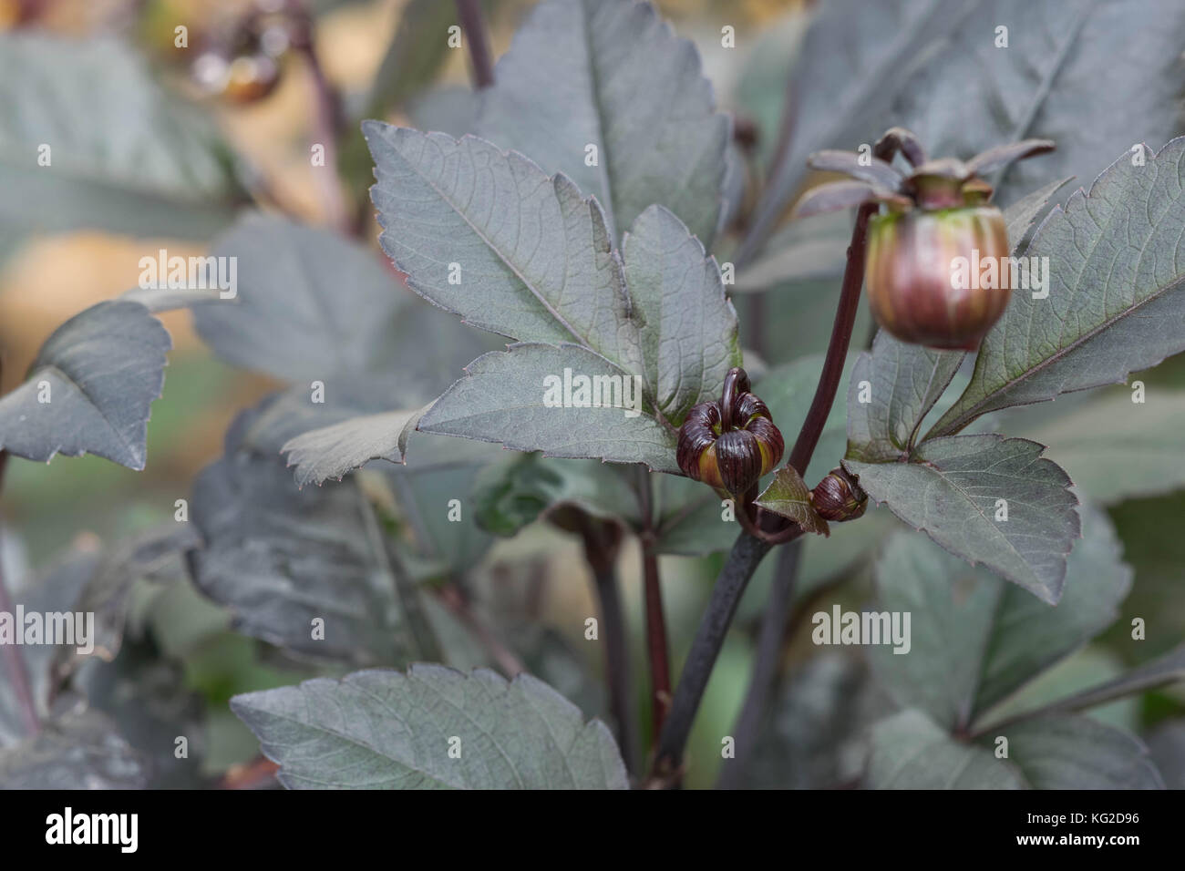 Janal hi-res stock photography and images - Alamy