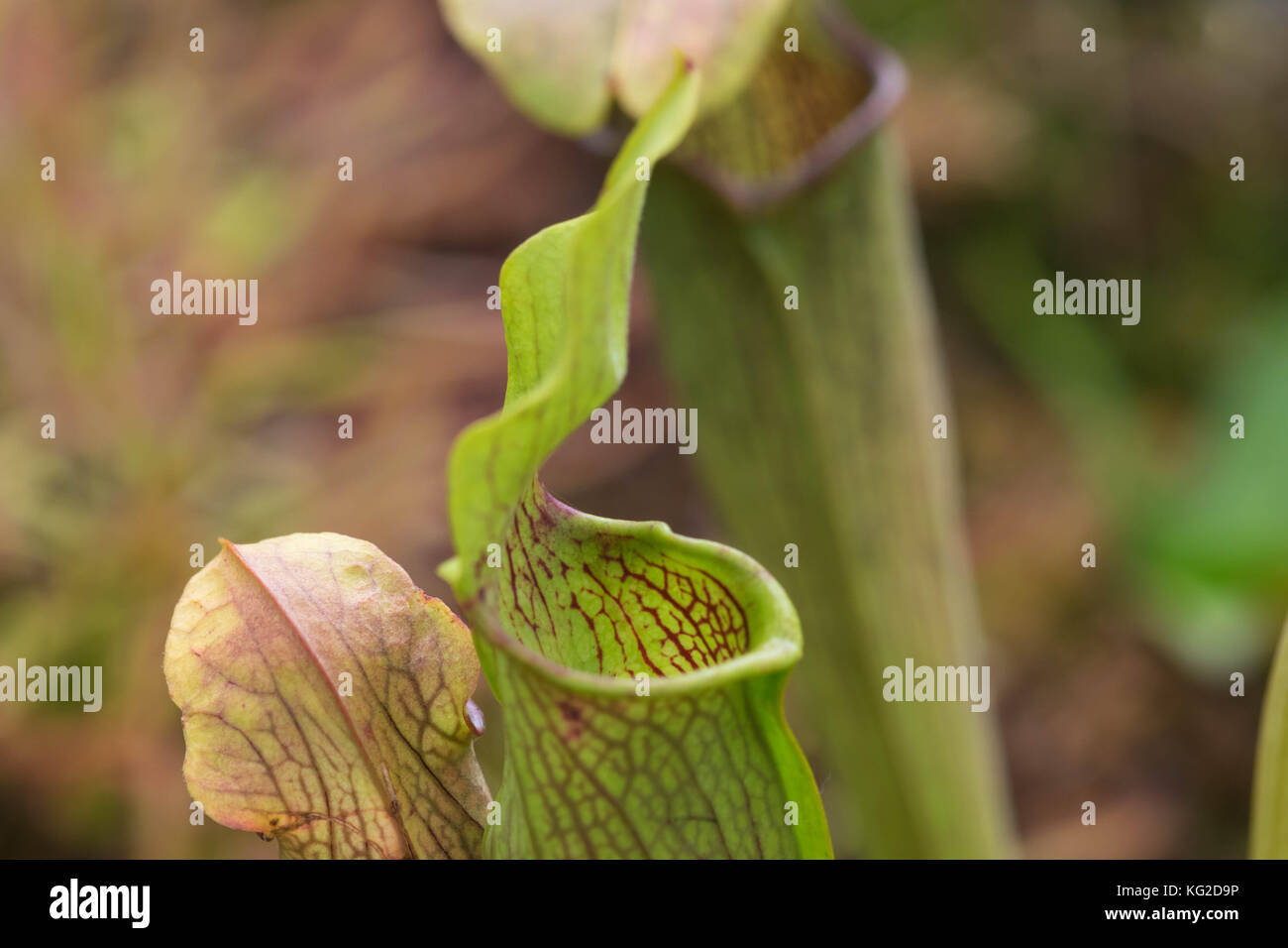 Darlingtonia Californica, also knows as Cobra Lily Stock Photo - Alamy