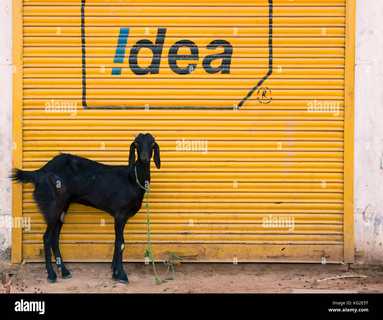 Black goat in front of painted garage Stock Photo - Alamy