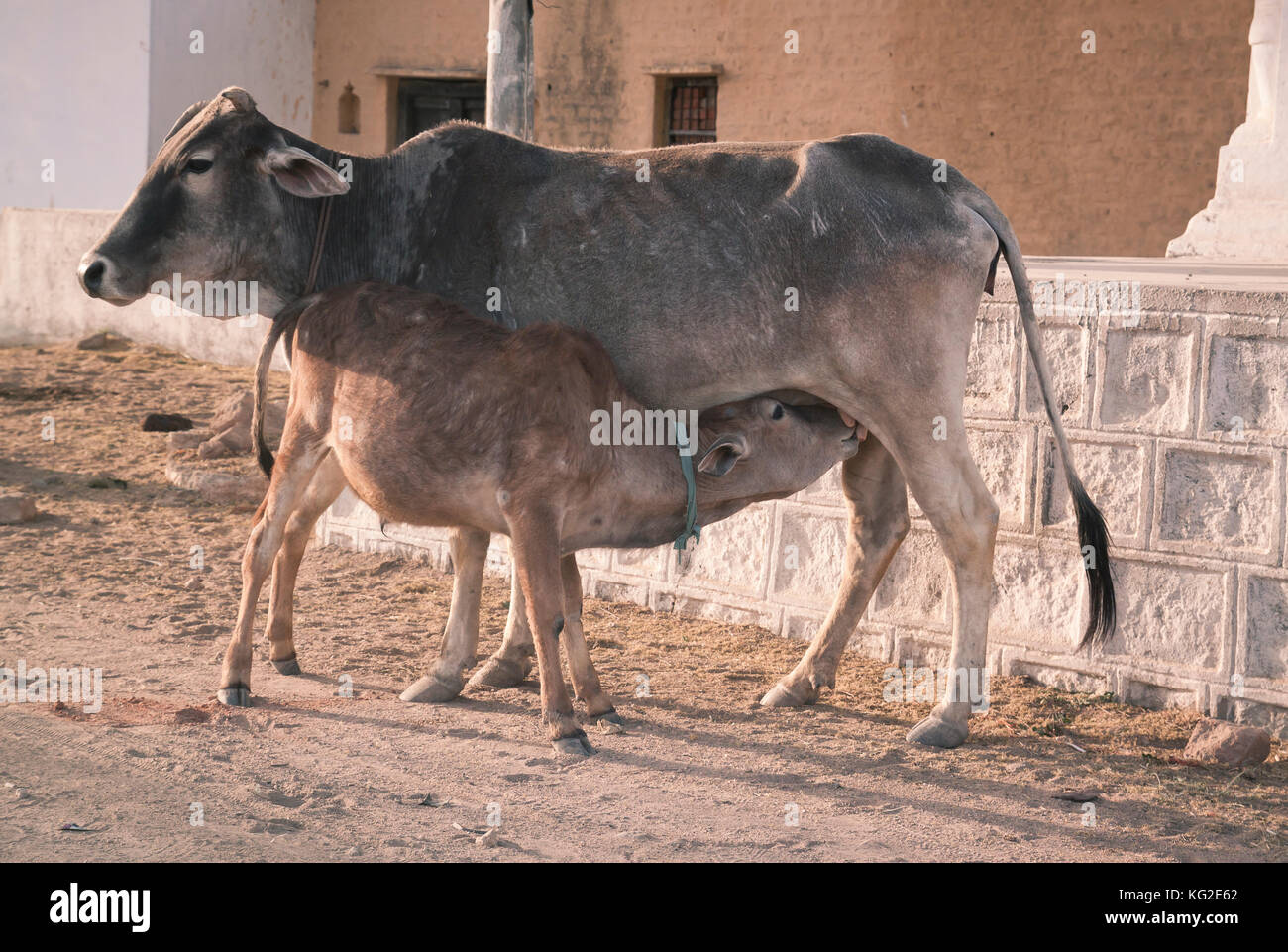 Feeding cows in india hi-res stock photography and images - Alamy