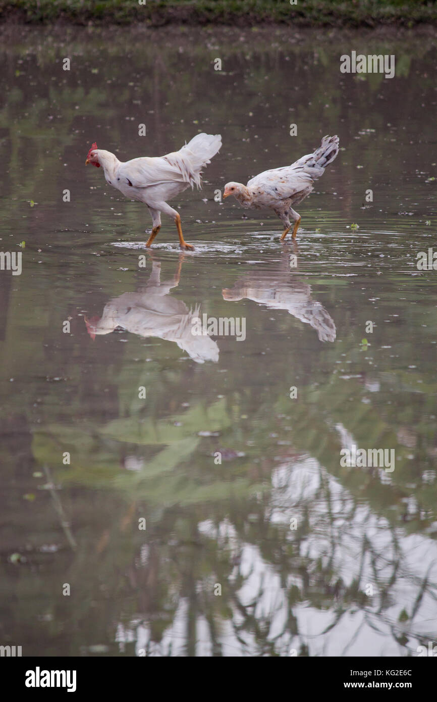 Wild chickens walking in shallow water Stock Photo - Alamy