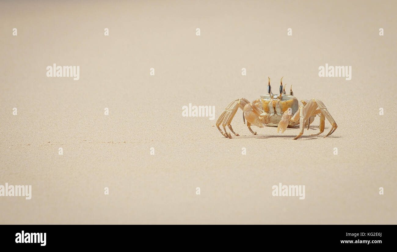 Golden ghost crab hi-res stock photography and images - Alamy