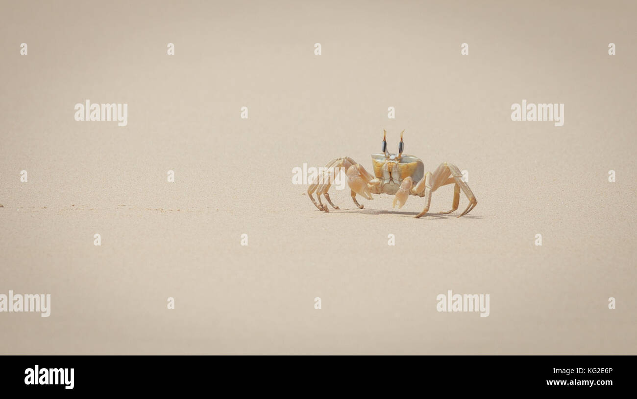 Golden ghost crab hi-res stock photography and images - Alamy