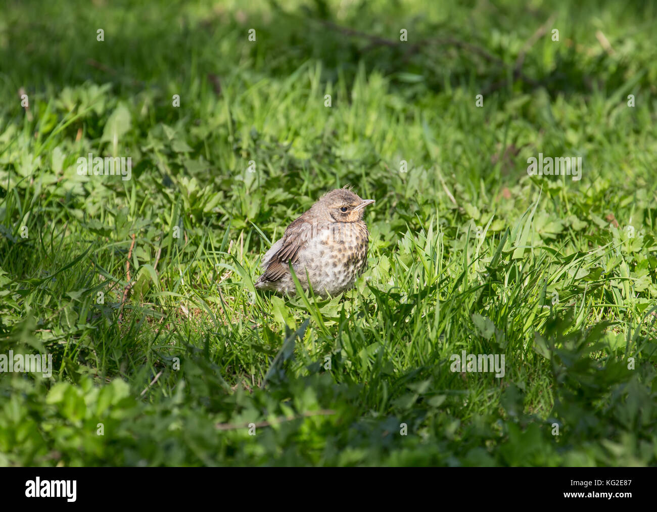 Fieldfare chick fledgling sitting in the grass Stock Photo - Alamy