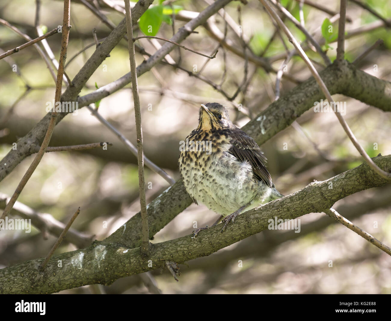 Fieldfare chick fledgling sitting on a bush branch Stock Photo - Alamy