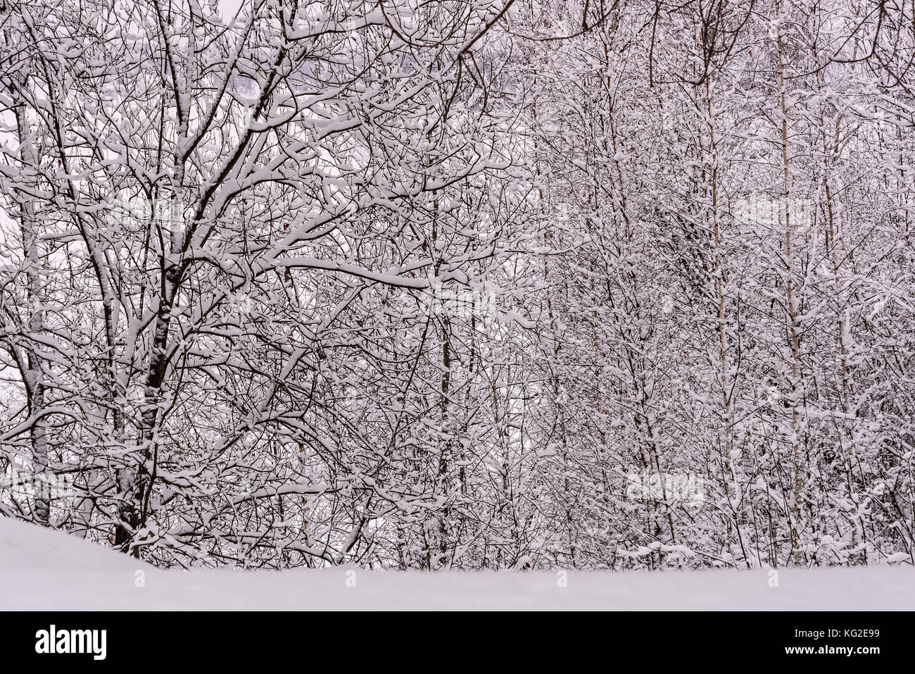Beautiful winter view with white fluffy snow on thin tall trees in the ...