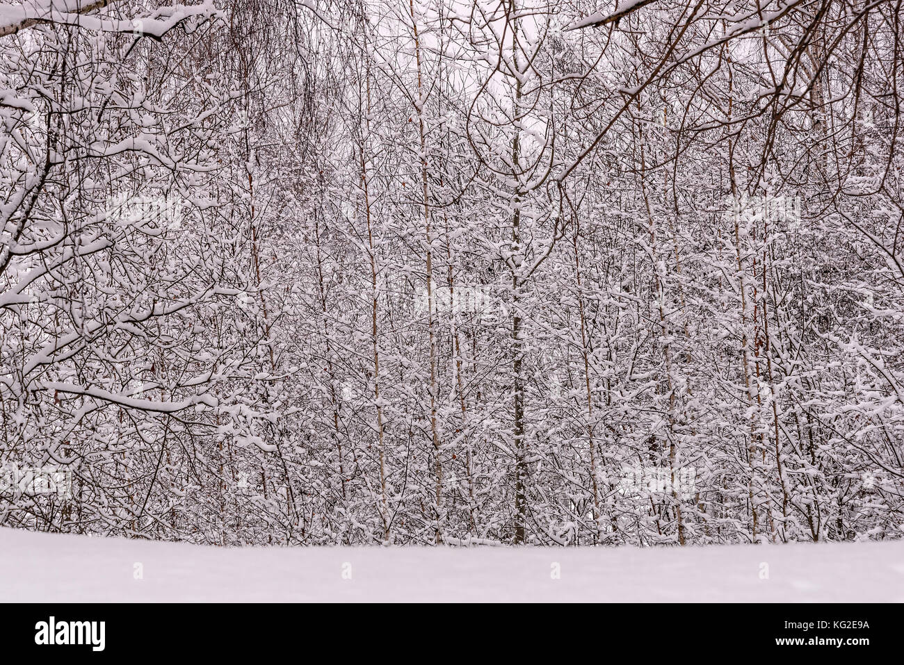 Beautiful winter view with white fluffy snow on thin tall trees in the ...