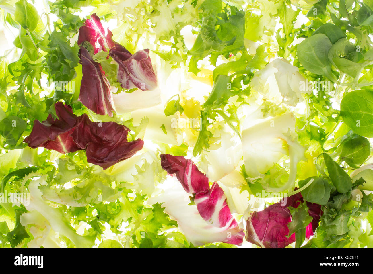 fresh lettuce in backlight. salad fly on white background Stock Photo ...