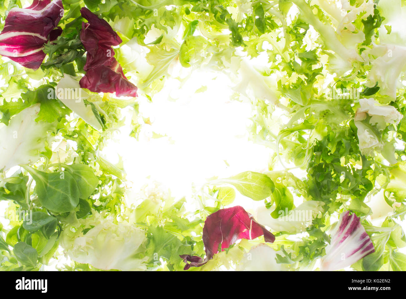fresh lettuce in backlight. salad fly on white background Stock Photo ...