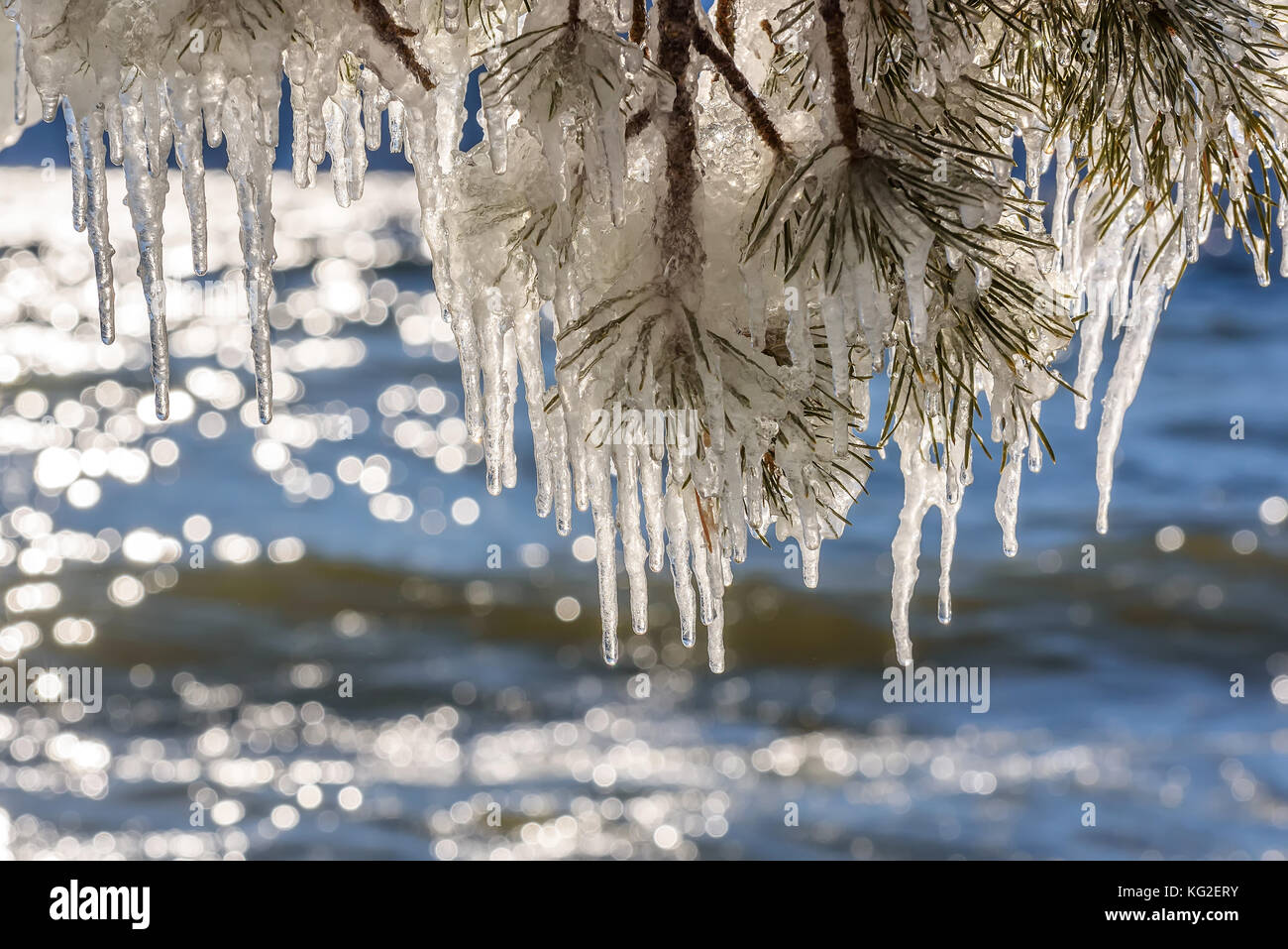 Beautiful patterns of icicles of different shapes and sizes on a branch ...