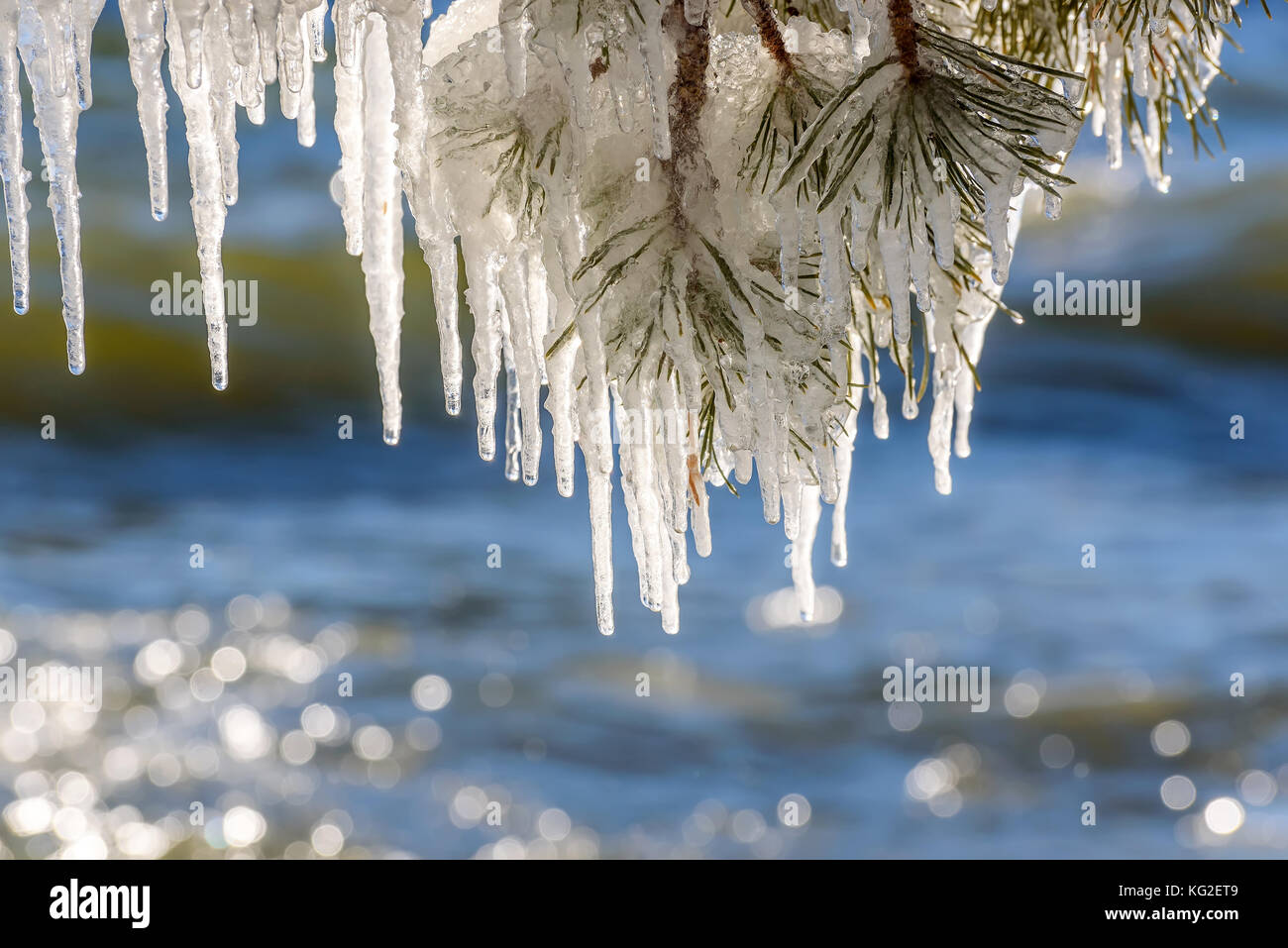 Beautiful patterns of icicles of different shapes and sizes on a branch ...