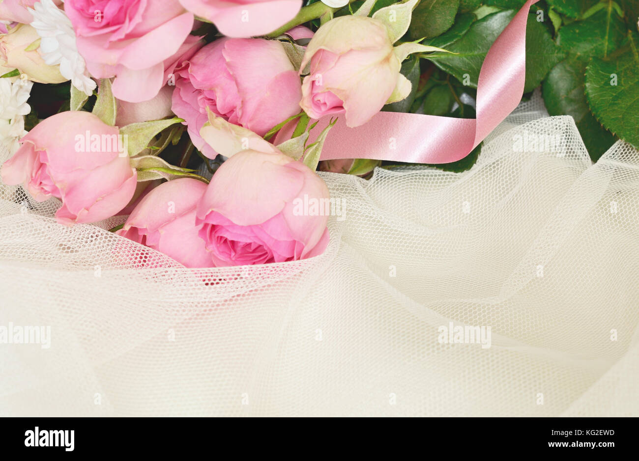 Pink rose flowers on white veil background Stock Photo - Alamy