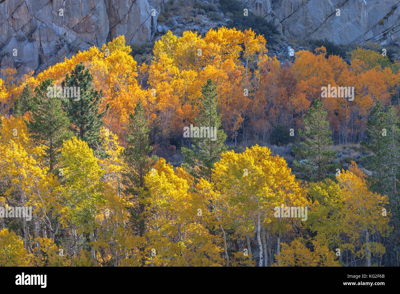 Aspen trees (Populus tremuloides) in their fall foliage, June Lake Loop ...
