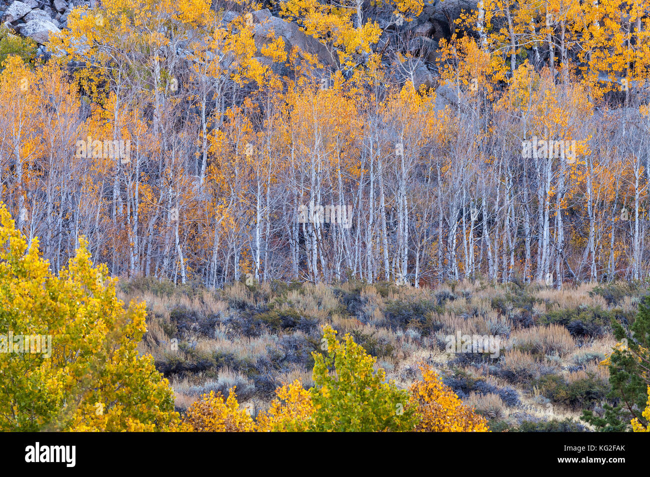 Aspen trees (Populus tremuloides) in their fall foliage, June Lake Loop ...