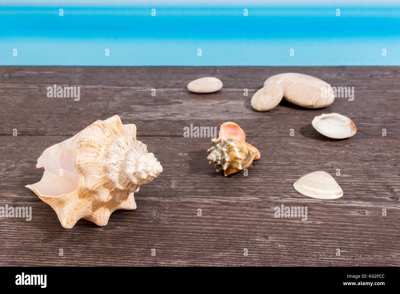Seashell boat hi-res stock photography and images - Alamy