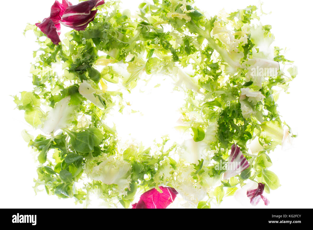 fresh lettuce in backlight. salad fly on white background Stock Photo ...