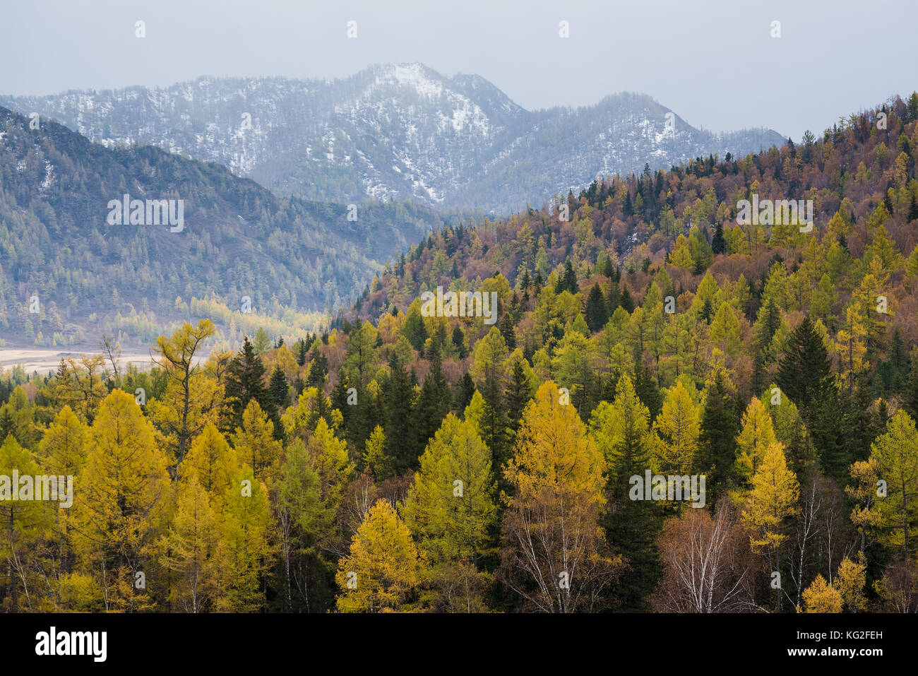 Autumn landscape. Yellowed larch and green pines on the background of ...