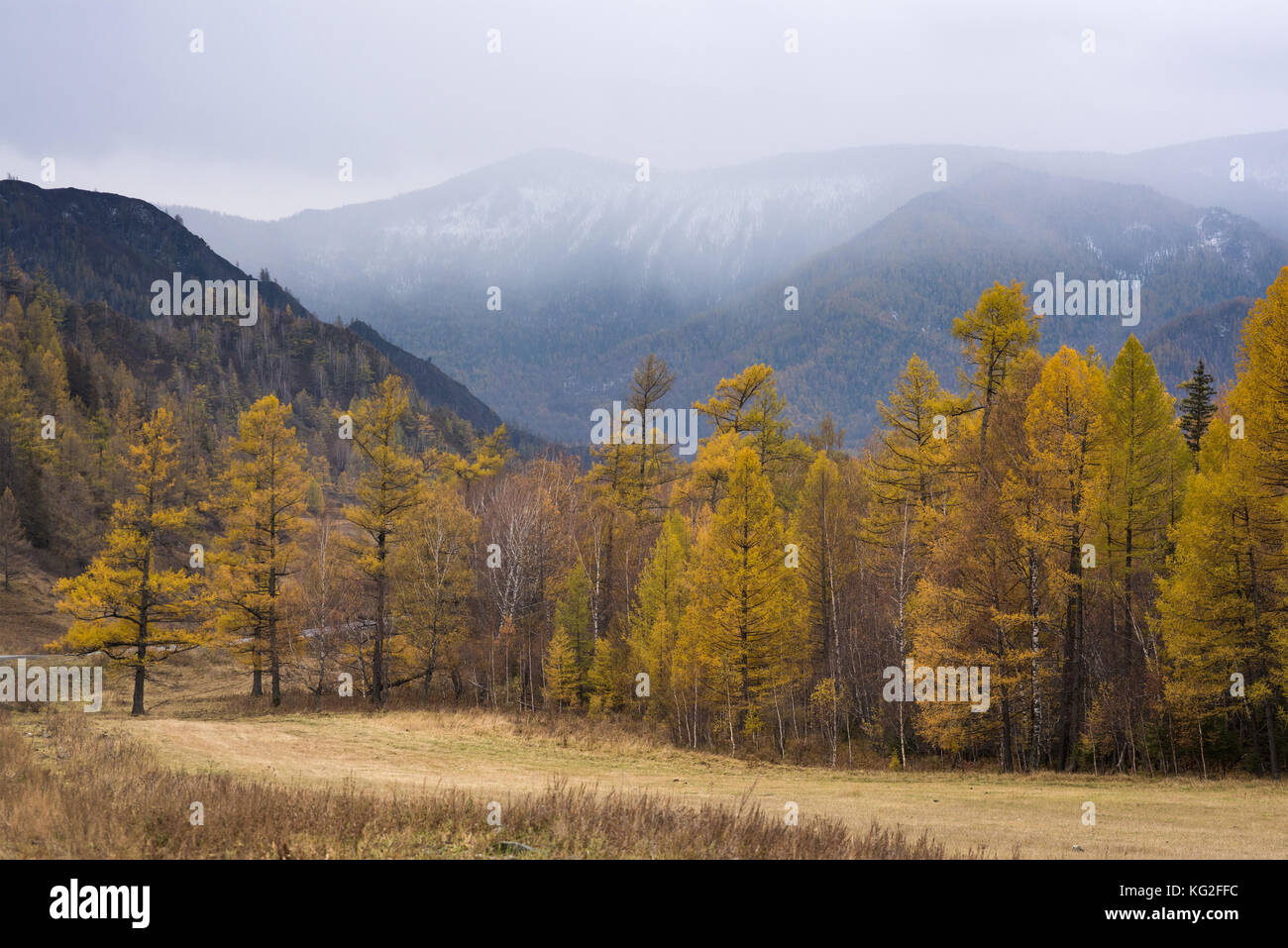 Autumn landscape. Yellowed larch and green pines on the background of ...