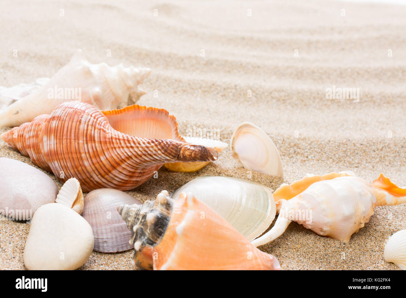 Seashell on the beach. Summer background with hot sand Stock Photo - Alamy
