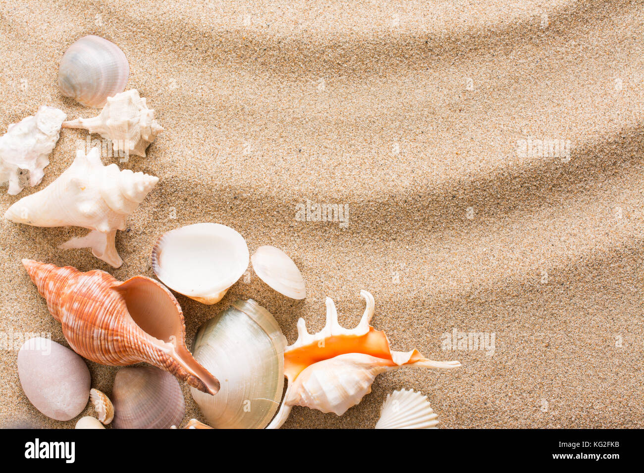 Seashell on the beach. Summer background with hot sand Stock Photo - Alamy