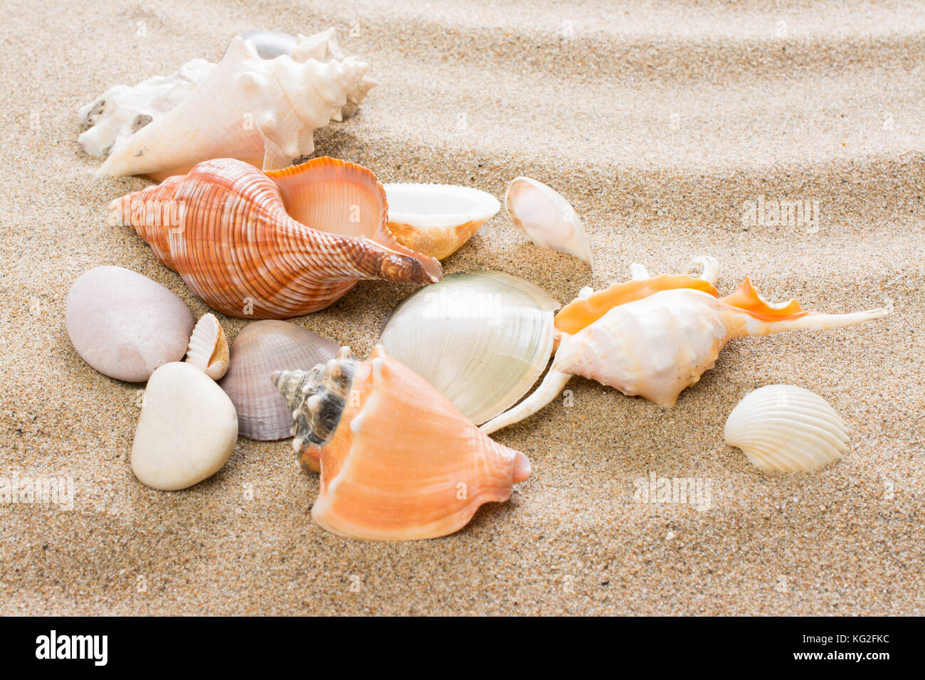 Seashell on the beach. Summer background with hot sand Stock Photo - Alamy