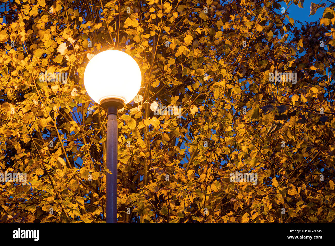 Glowing street light on the background of foliage of tree in the night ...