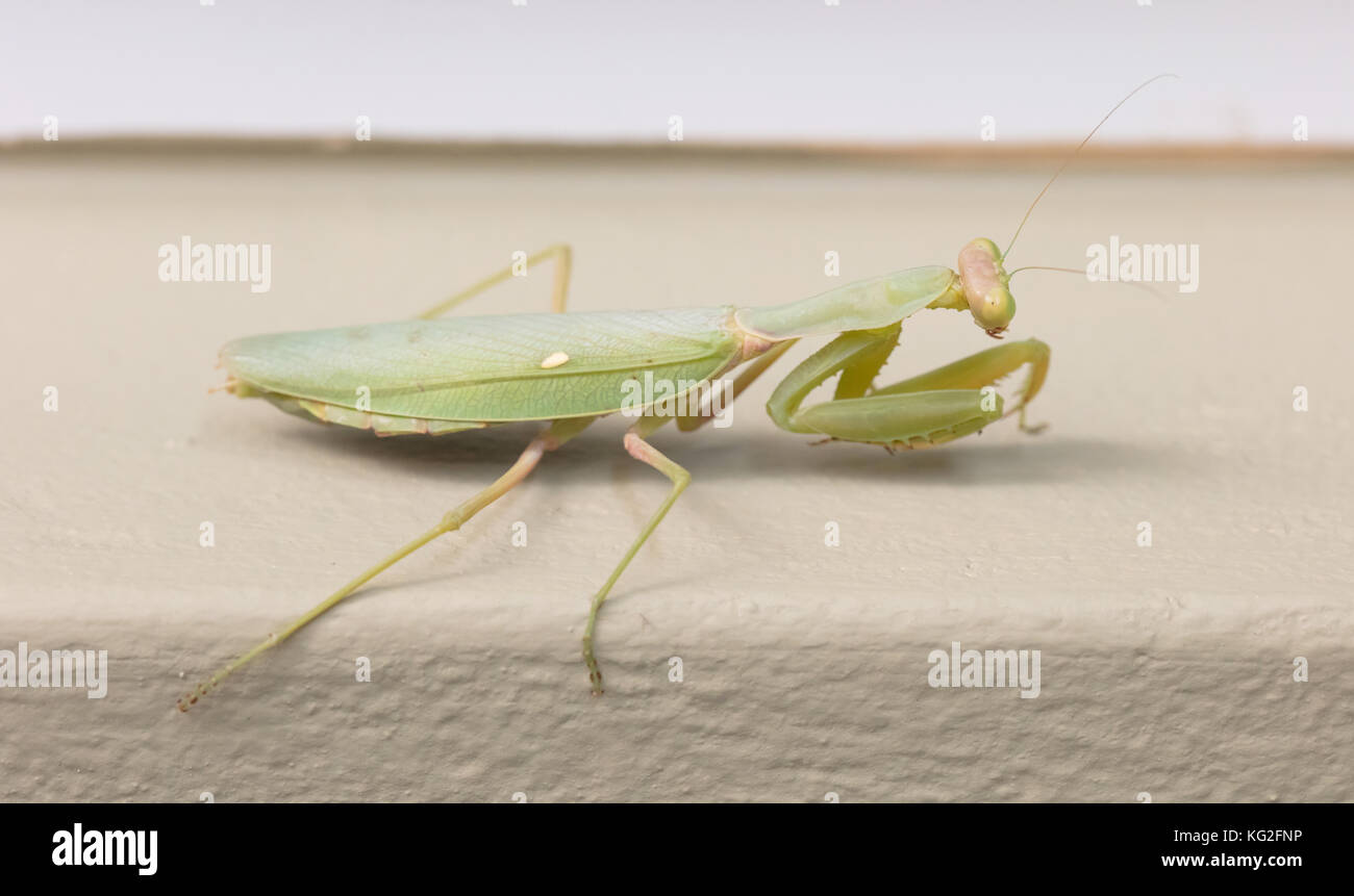 Green praying mantis on a wall (Mantis religiosa) - Selective focus on ...