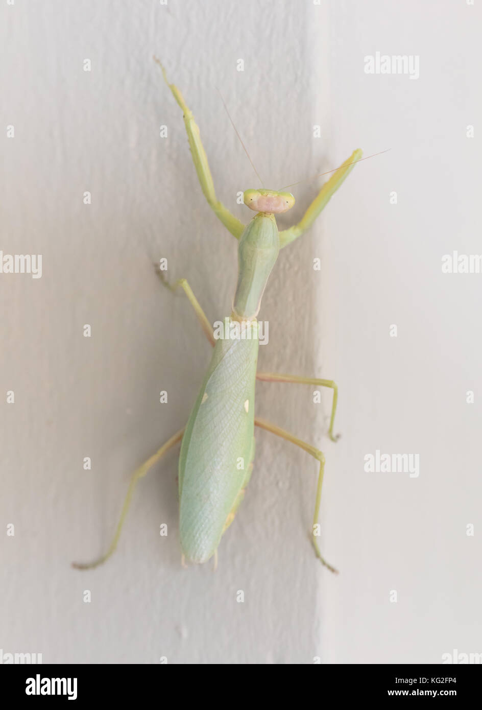 Green praying mantis on a wall (Mantis religiosa) - Selective focus on ...