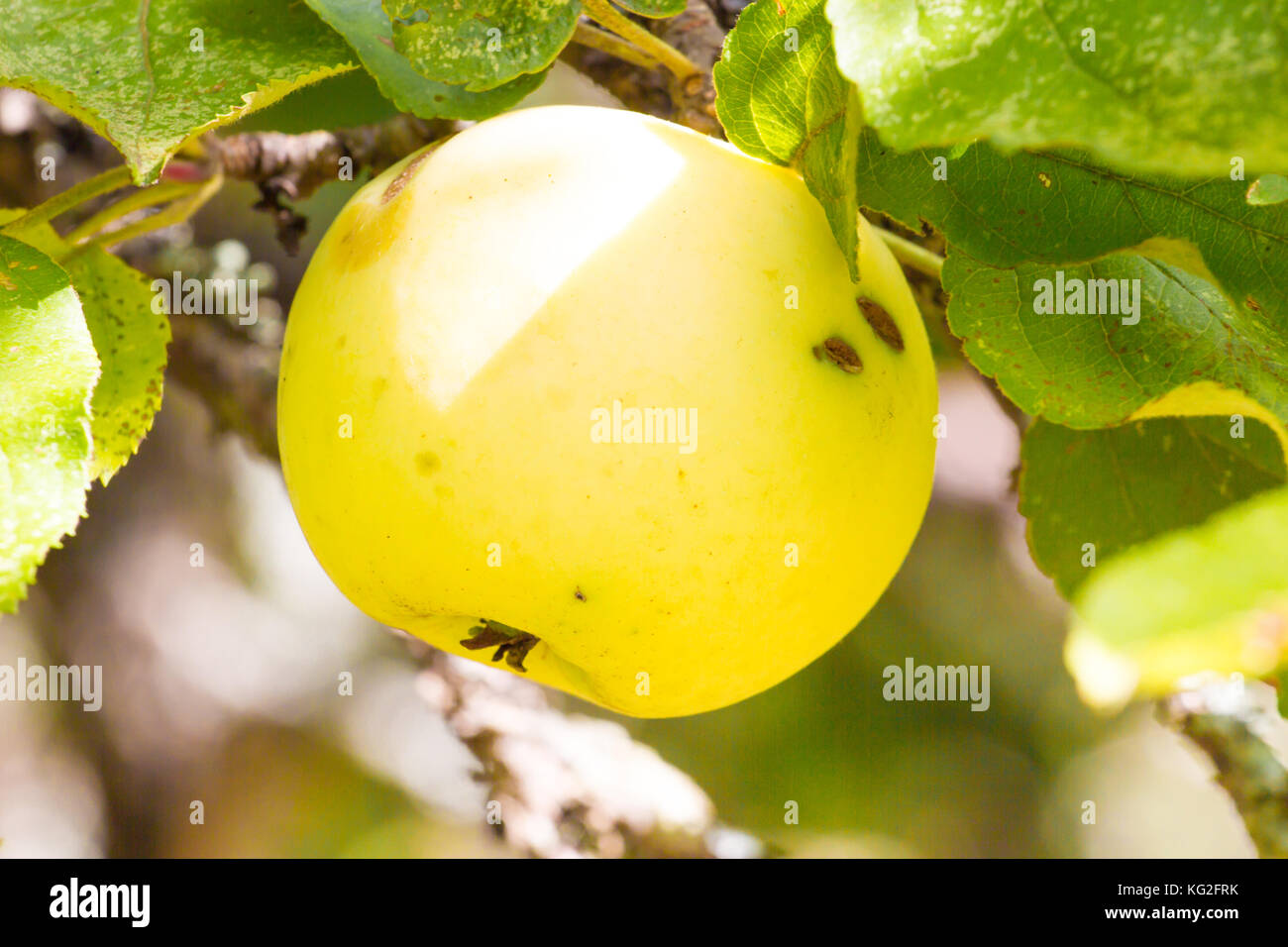 Scab on the apple tree. Plant fungus infestation Stock Photo - Alamy