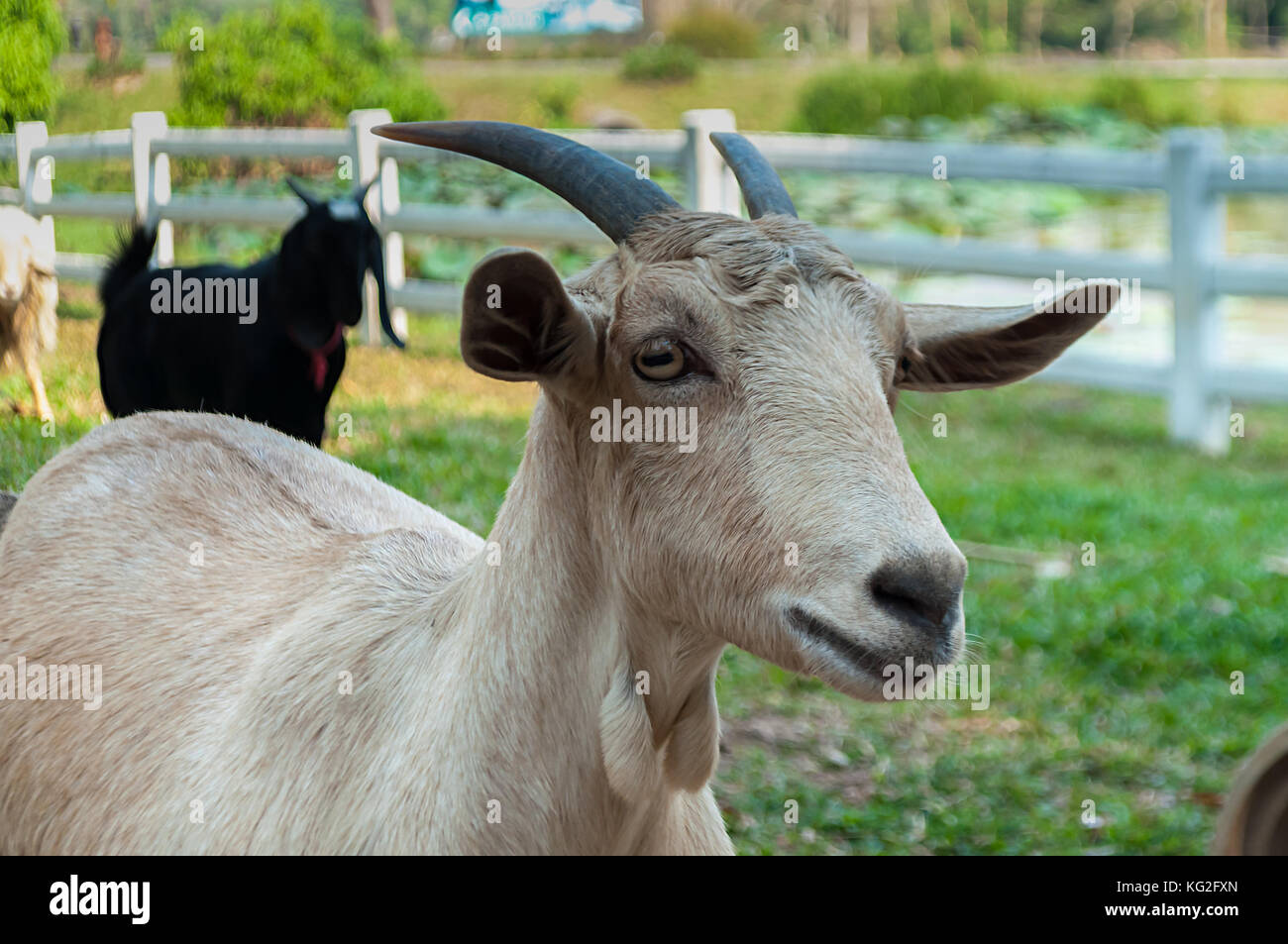 Goat in a farm hi-res stock photography and images - Alamy