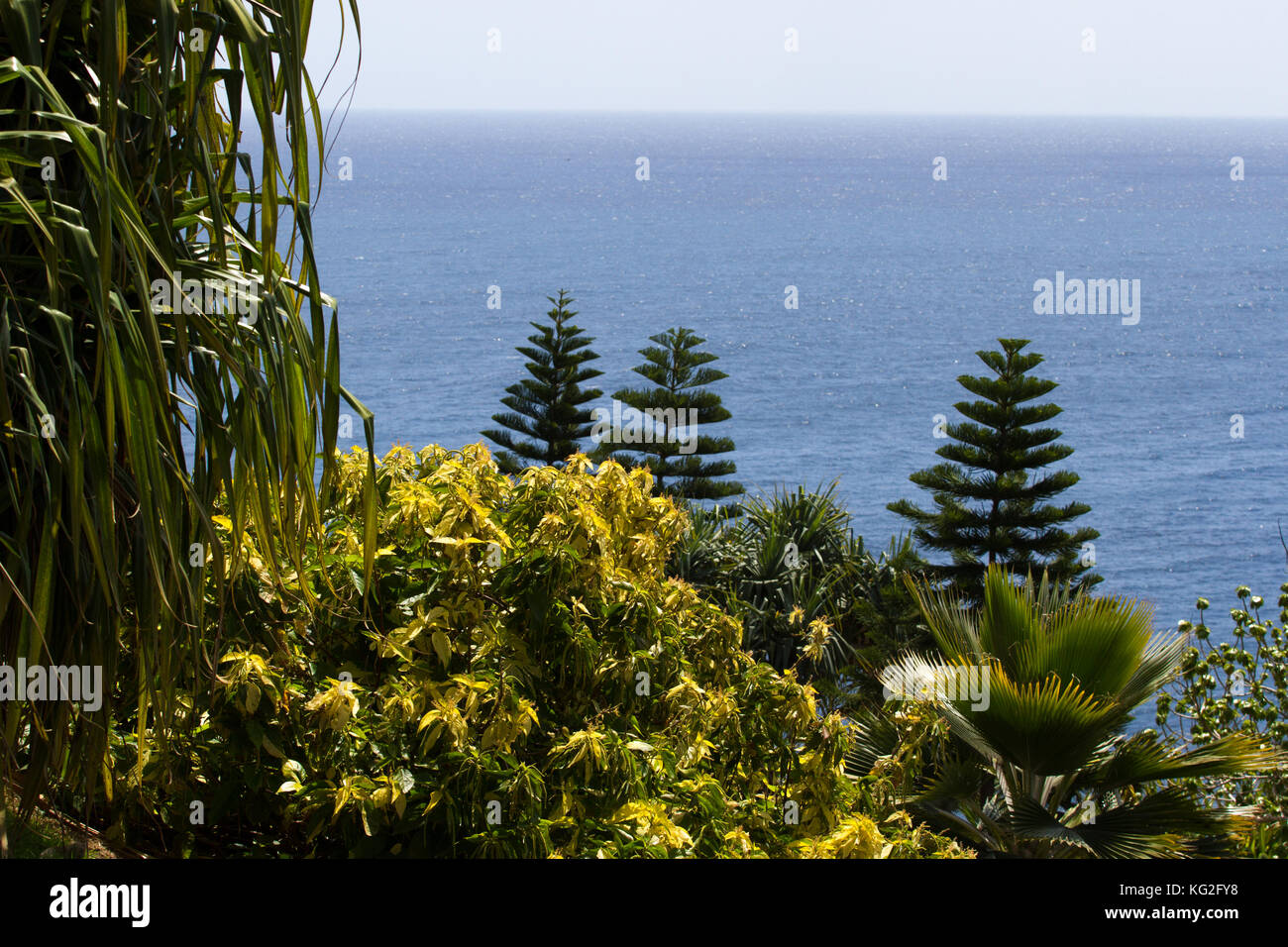 Araucaria araucana and trachycarpus palm view from above. Green ...